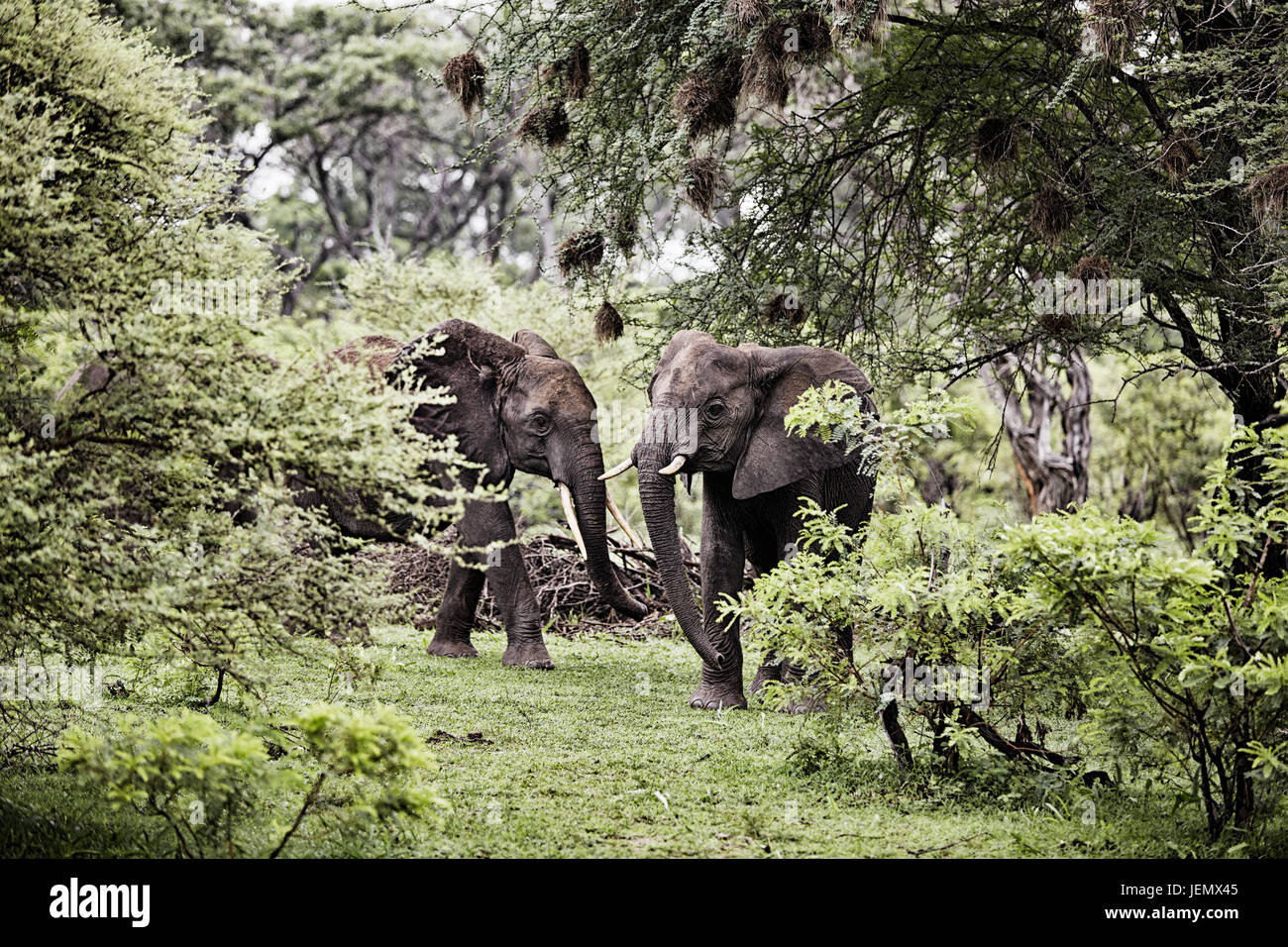 Elephants among trees Stock Photo - Alamy
