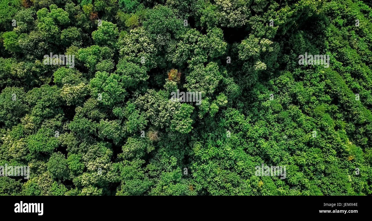 Beautiful green forest aerial view hi-res stock photography and images ...