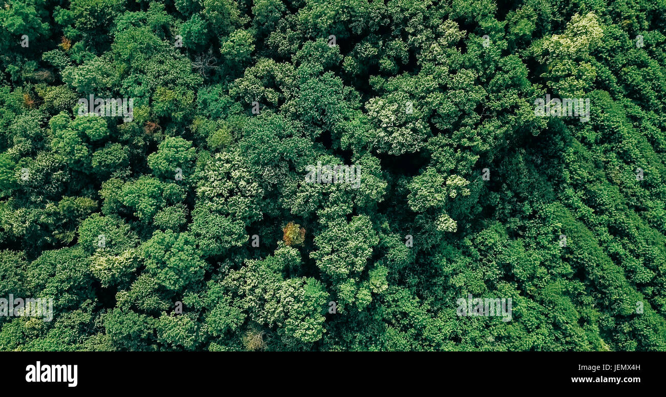 Aerial view of green treetops hi-res stock photography and images - Alamy
