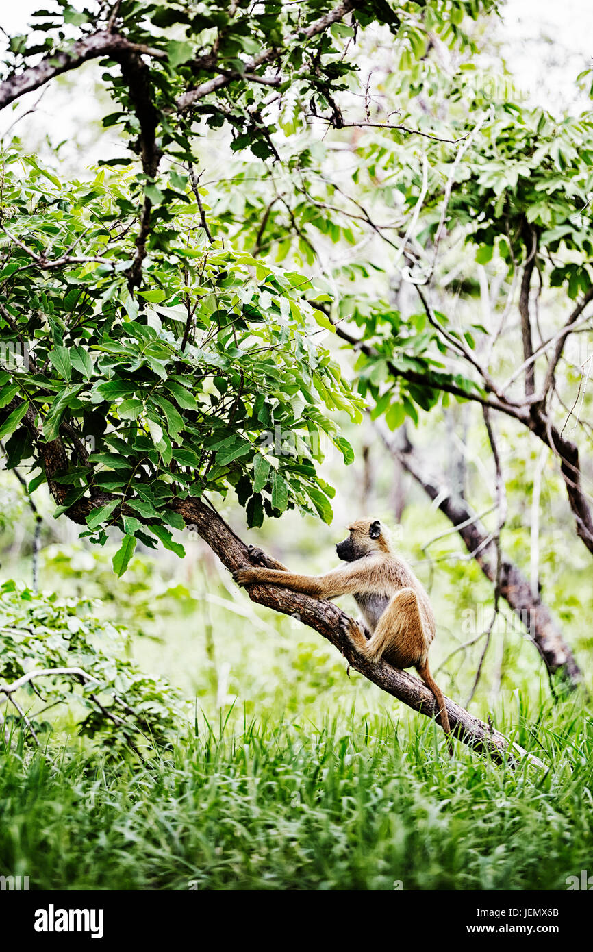 Monkey on tree Stock Photo - Alamy