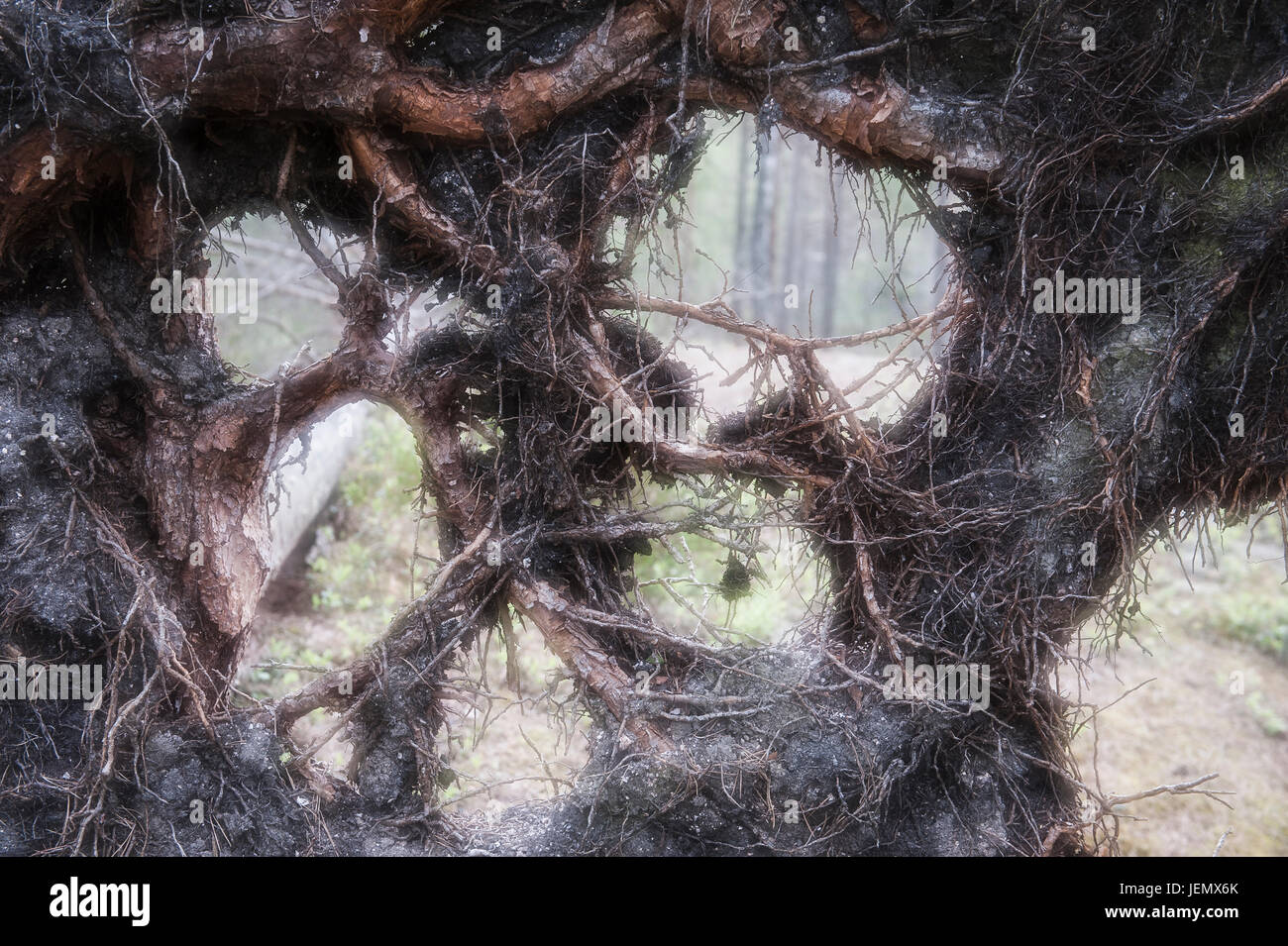 Uprooted tree hole hi-res stock photography and images - Alamy