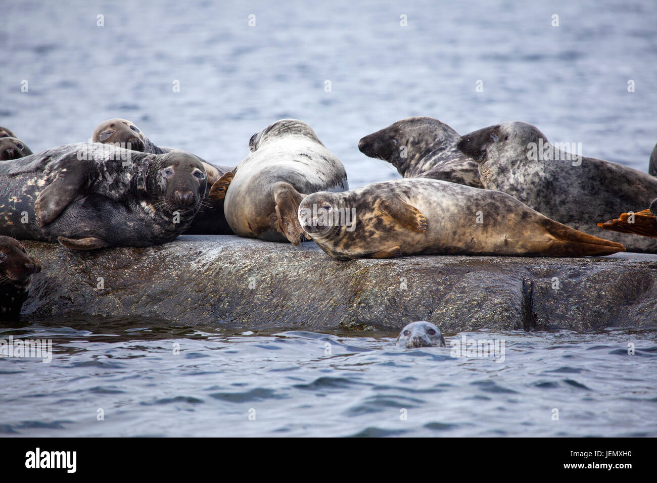 Baltic seals hi-res stock photography and images - Alamy