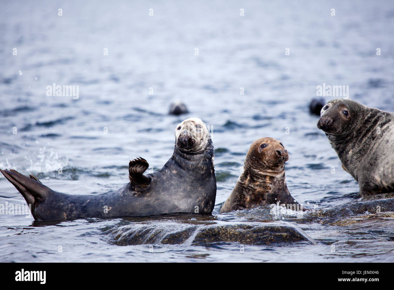 Colony of seals at sea Stock Photo - Alamy