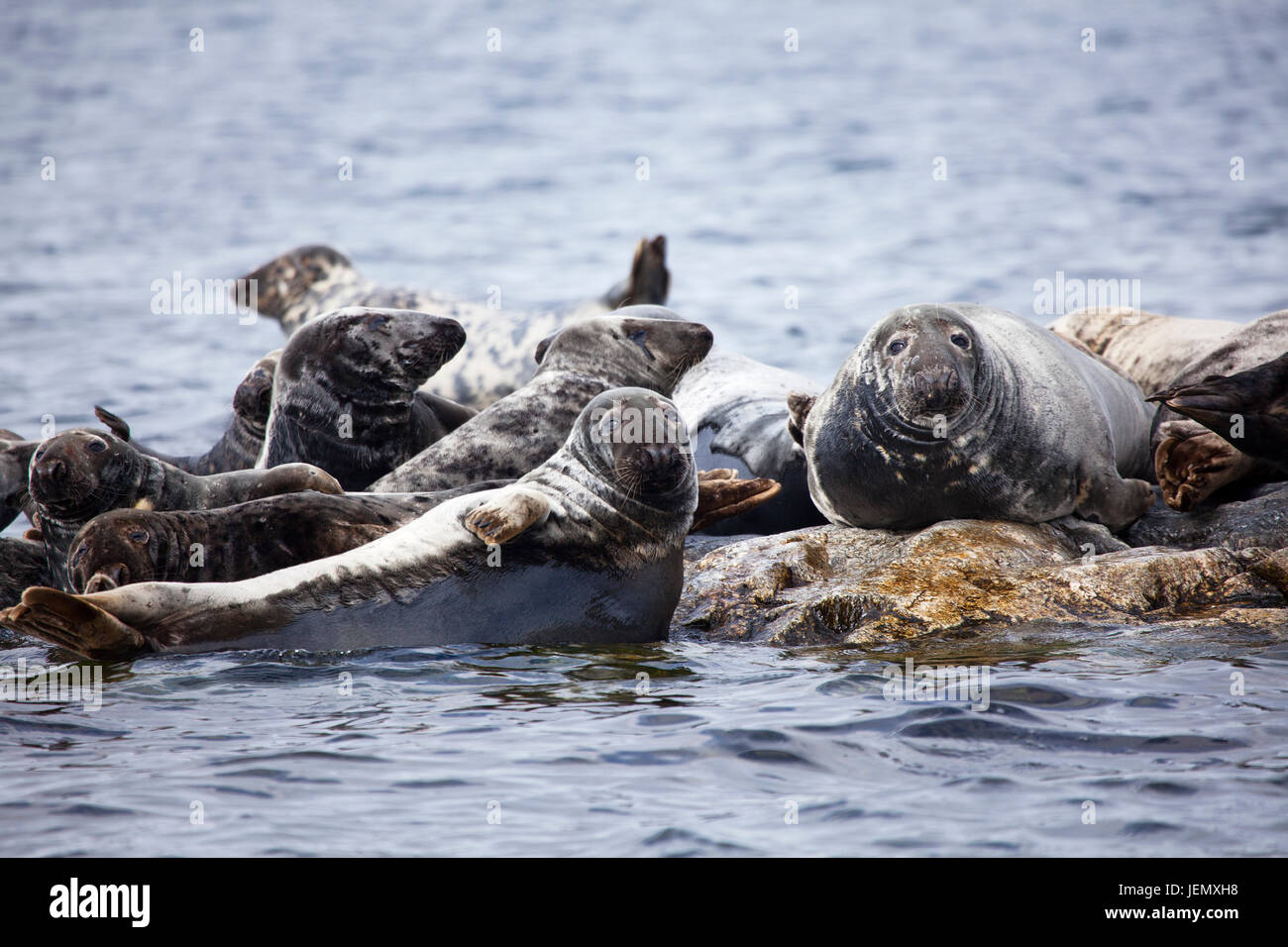 Colony of seals at sea Stock Photo - Alamy