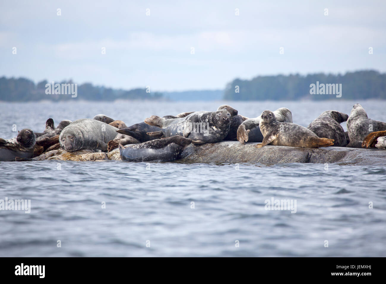 Colony of seals at sea Stock Photo - Alamy