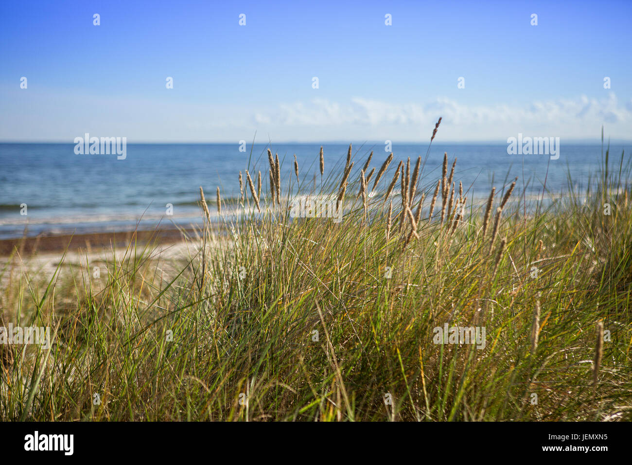 Grass at sea Stock Photo - Alamy
