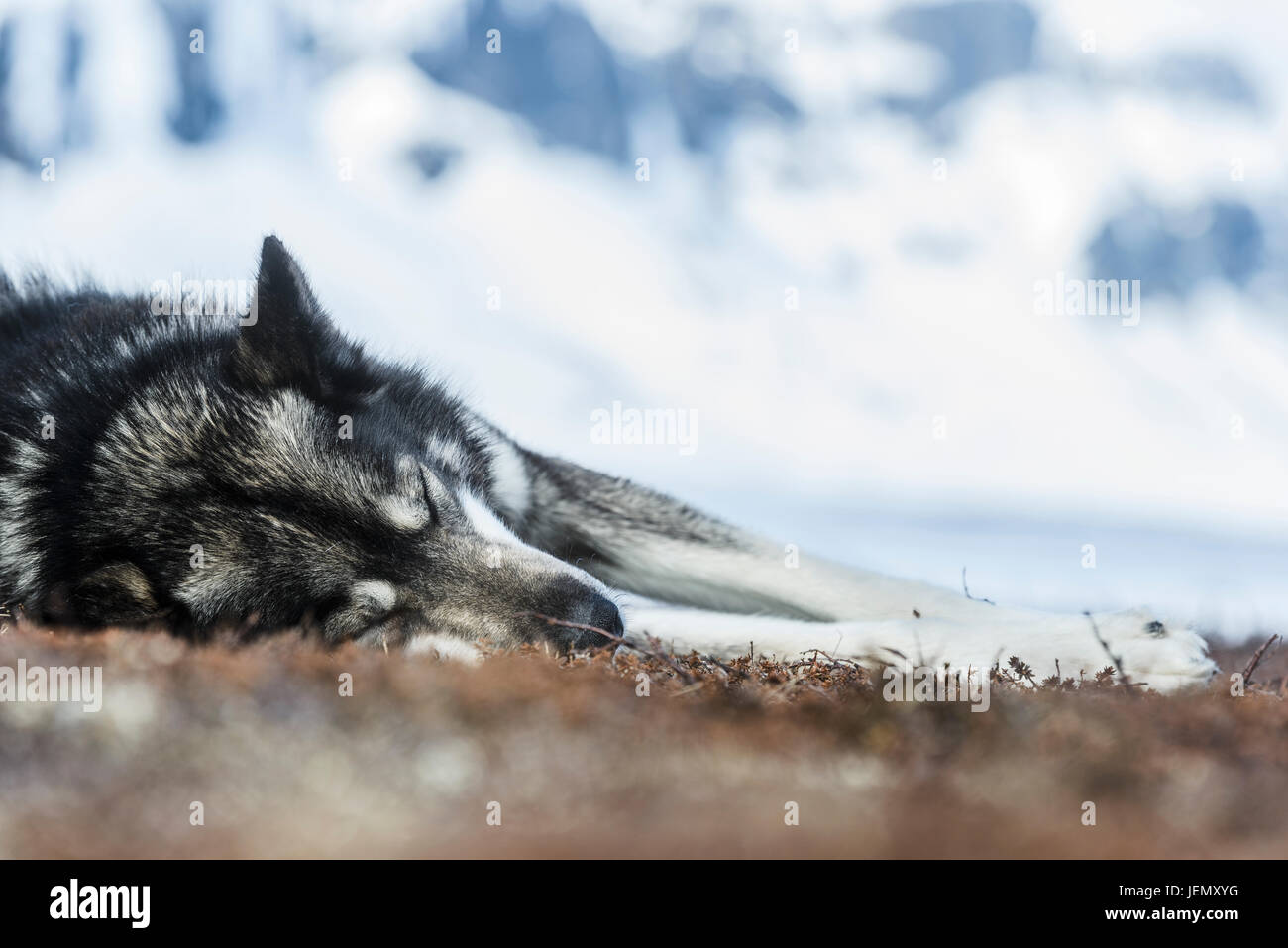 Dog sleeping on snow Stock Photo - Alamy