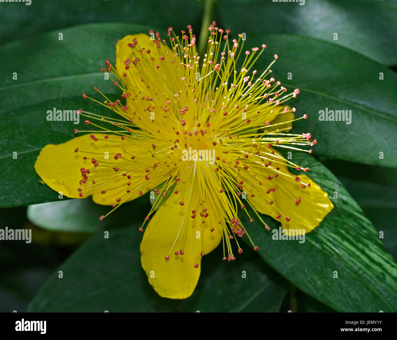 Hypericum calycinum hi-res stock photography and images - Alamy