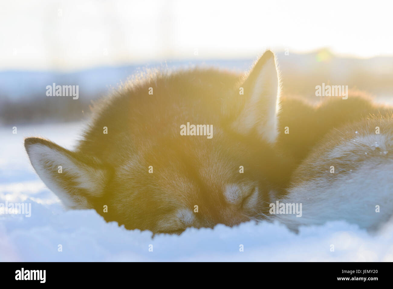 Dog sleeping in snow Stock Photo - Alamy