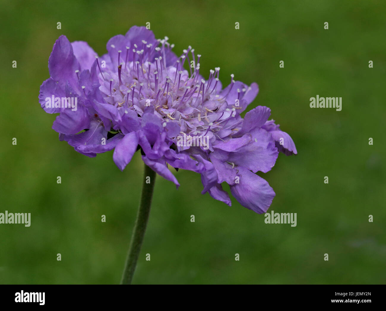 Perennial Scabious Stock Photos & Perennial Scabious Stock Images - Alamy