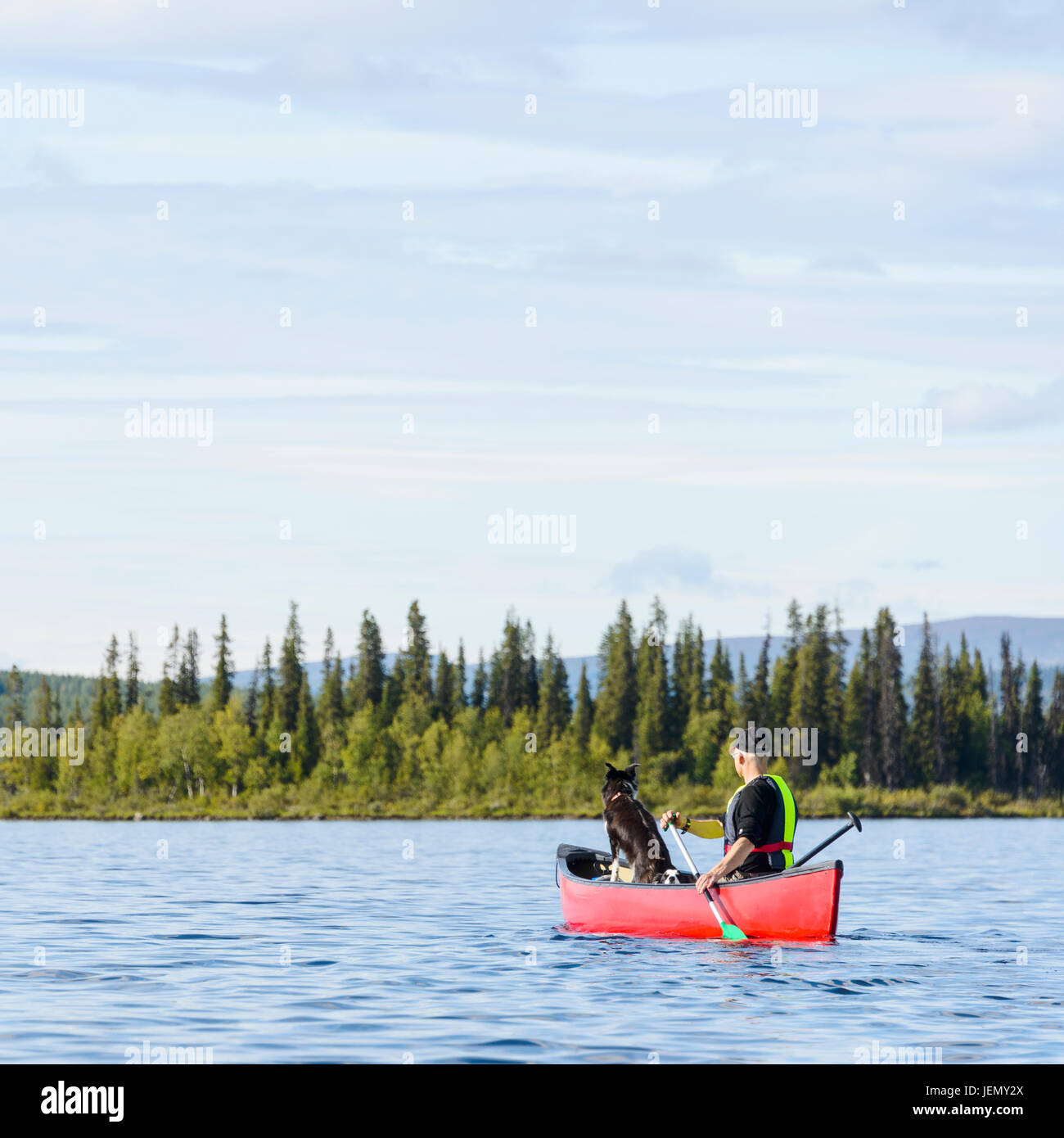 Man with two dog rowing on lake Stock Photo - Alamy