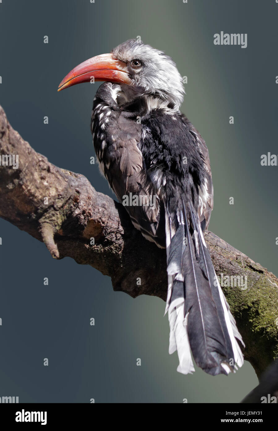 Red-Billed Hornbill (tockus erythrorhynchus Stock Photo - Alamy