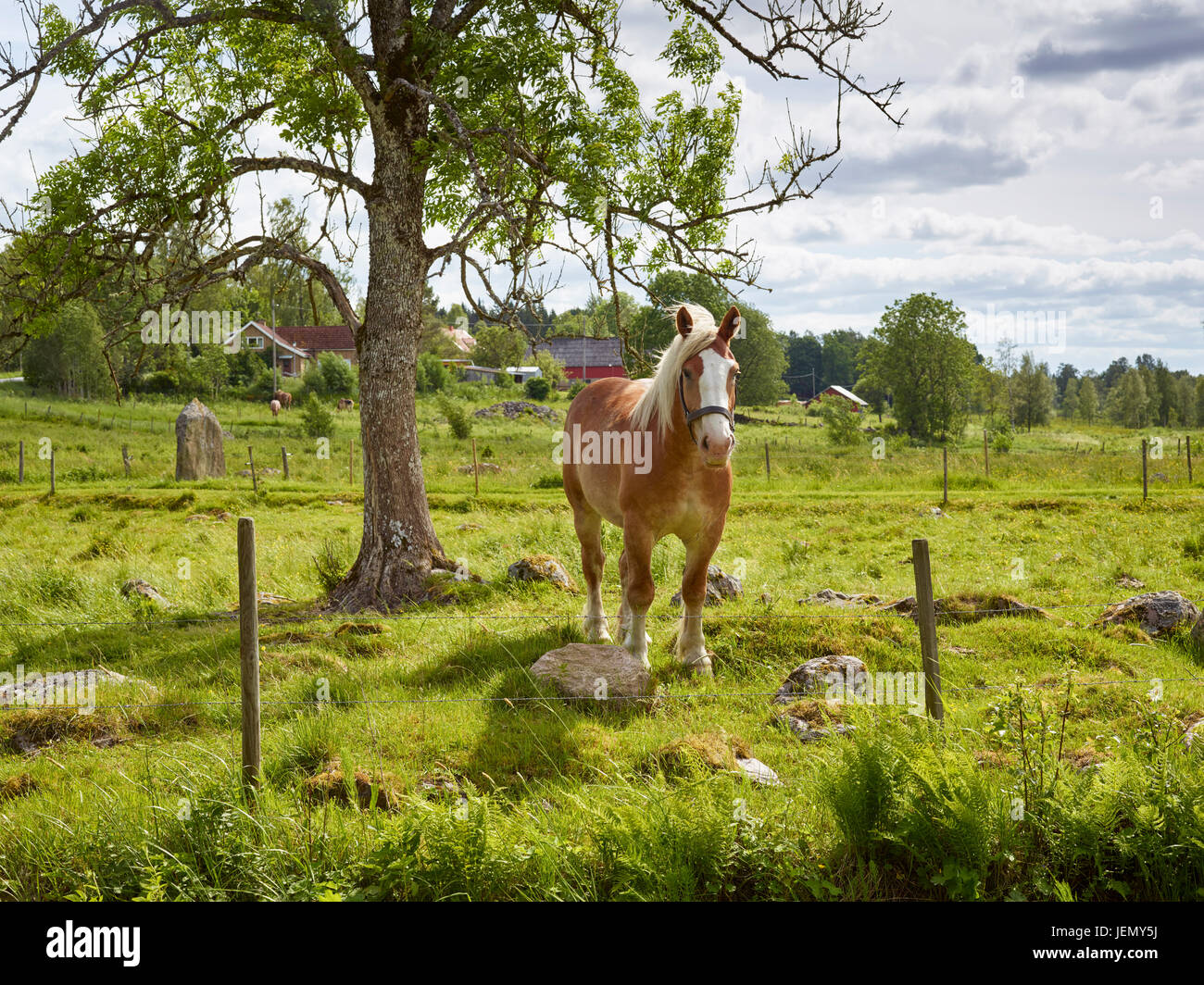 Horse on pasture Stock Photo - Alamy