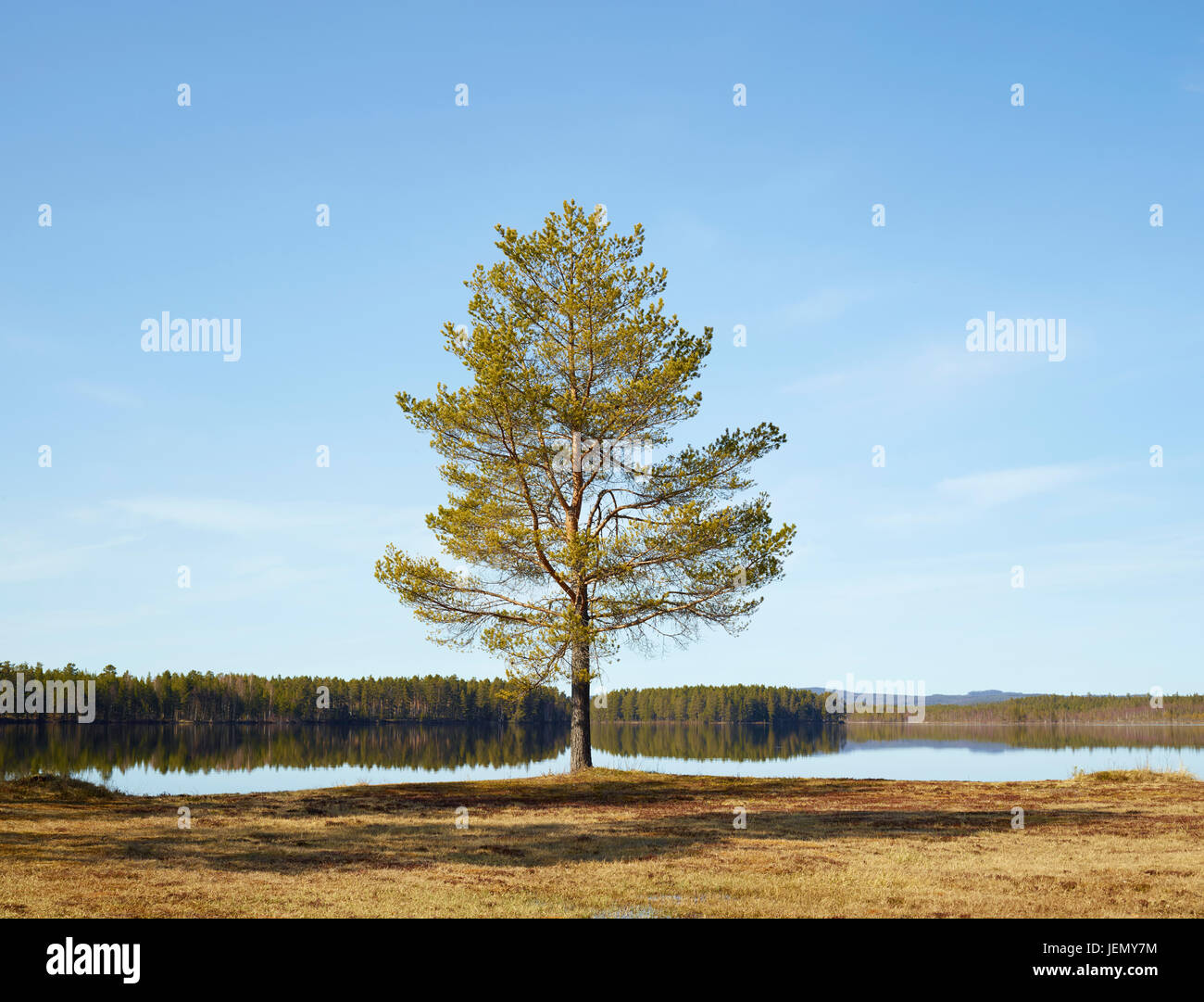 Tree at lake Stock Photo - Alamy