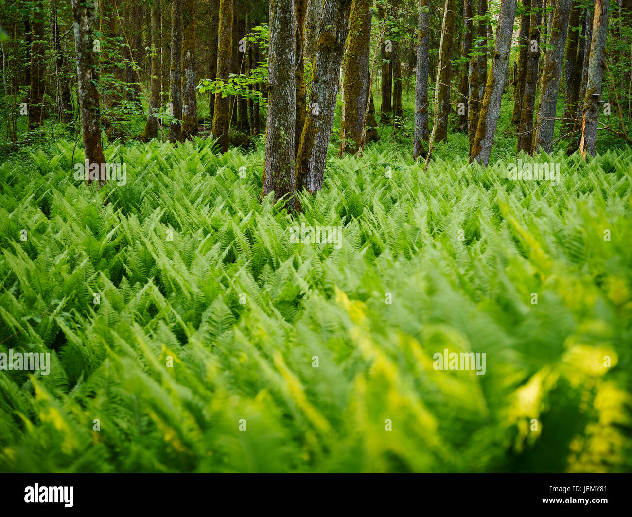 Ferns in forest Stock Photo - Alamy