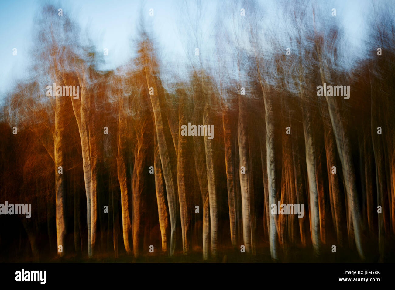 Blurred birch forest Stock Photo - Alamy