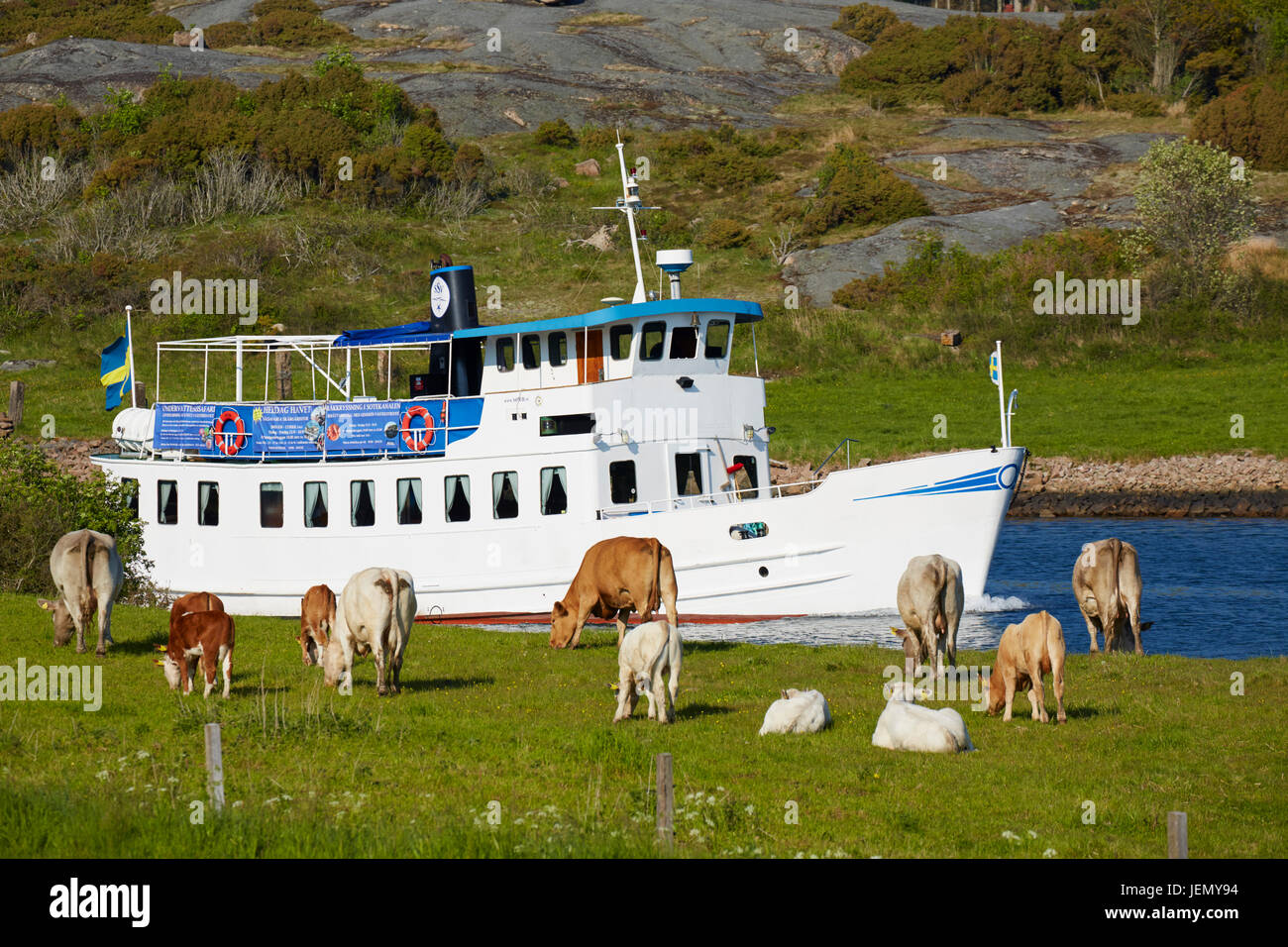 Cows grazing, boat on background Stock Photo - Alamy