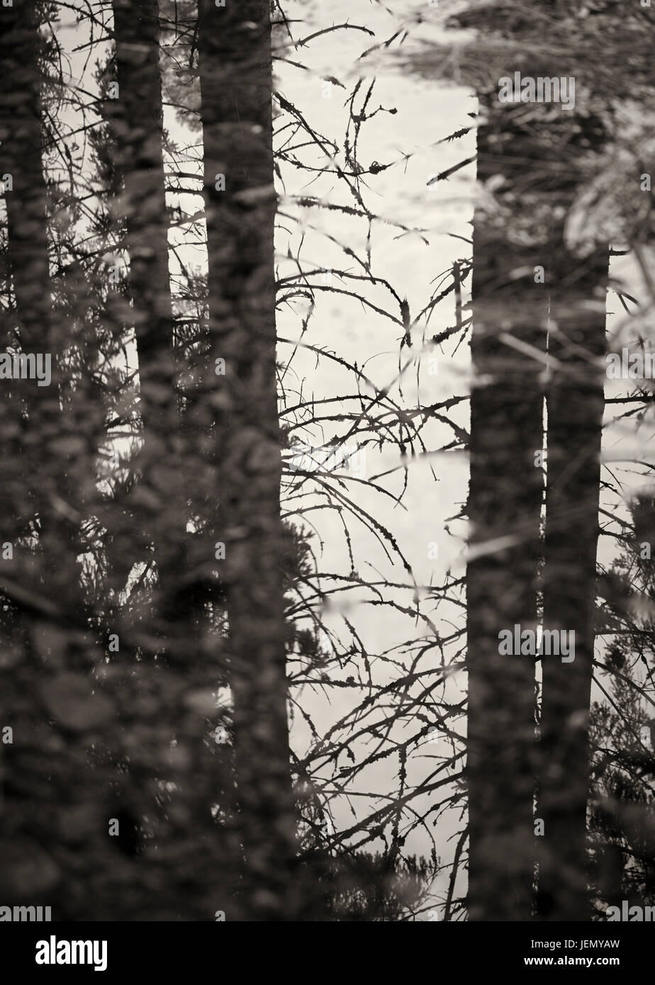 Trees reflecting in water Stock Photo - Alamy