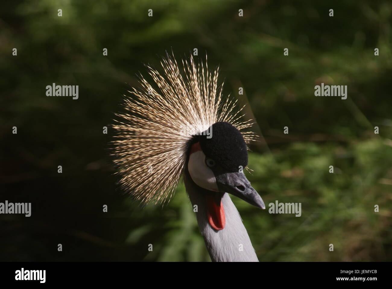 Spiky bird hi-res stock photography and images - Alamy