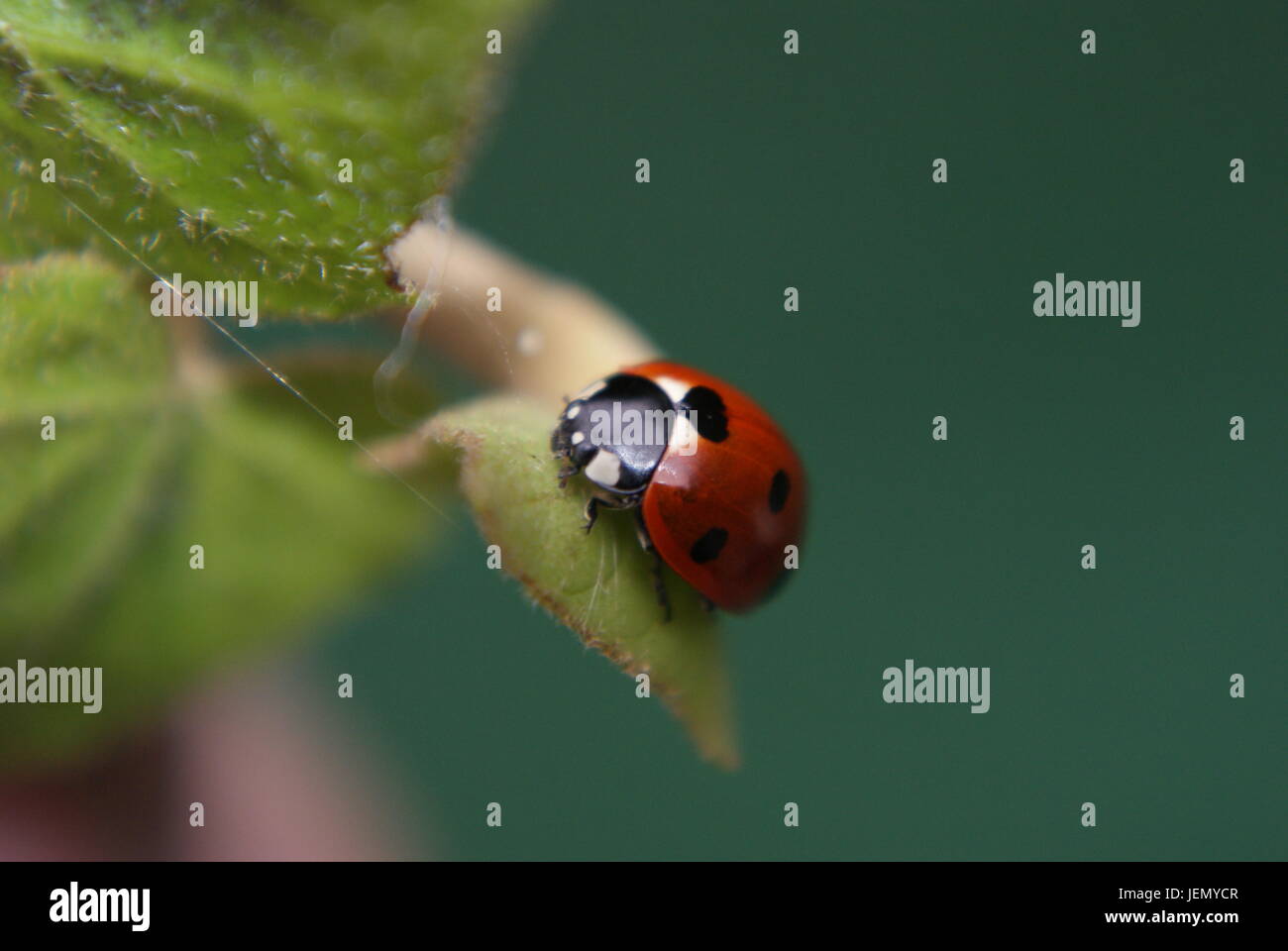 Ladybird on leaf Stock Photo - Alamy