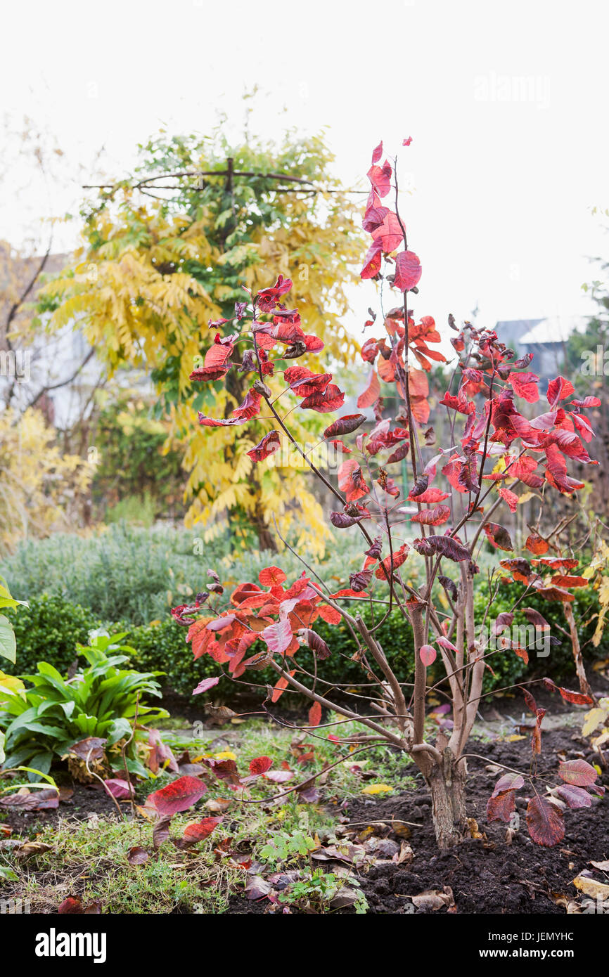 Autumn wisteria leaves hi-res stock photography and images - Alamy