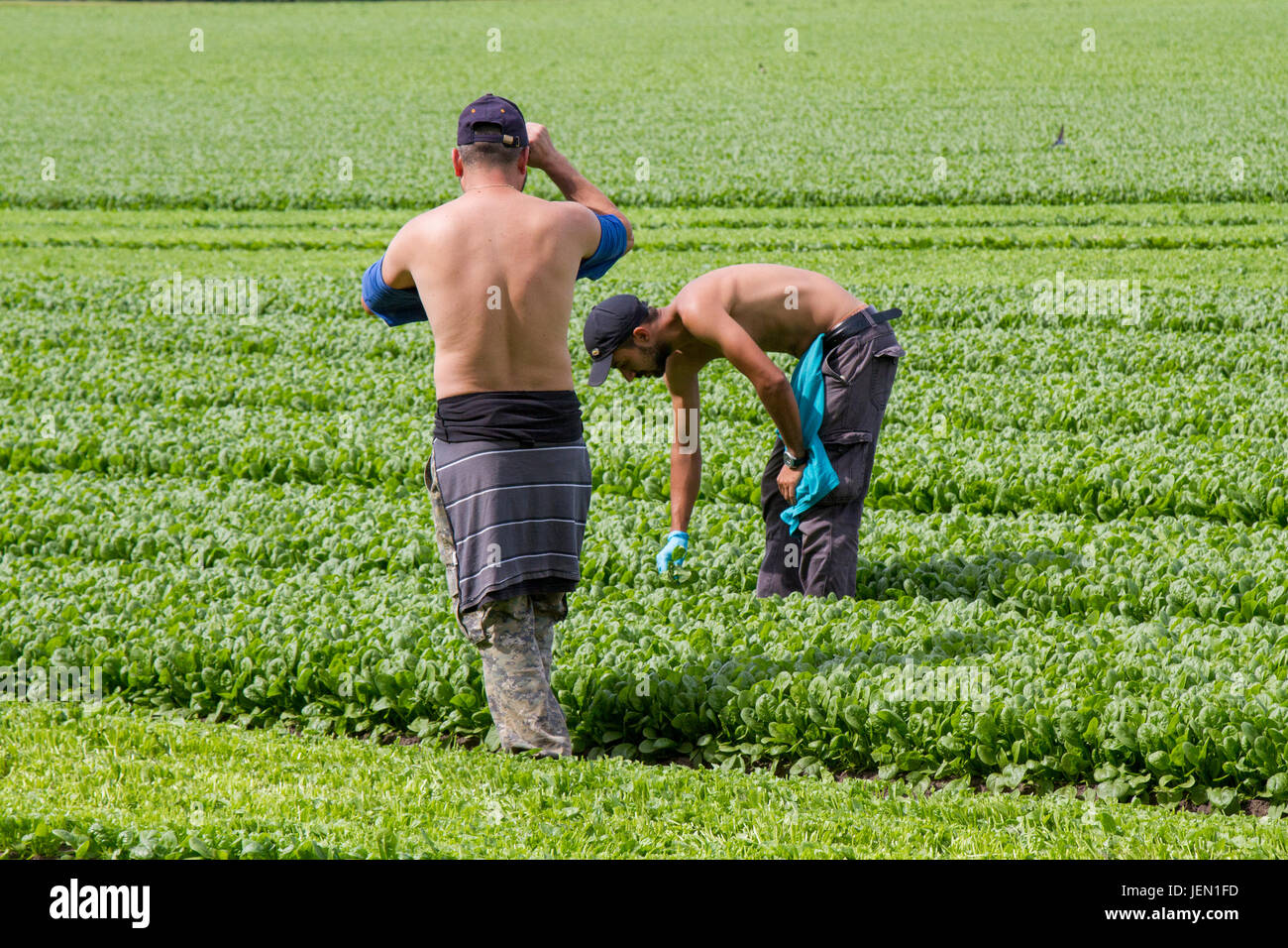 Farmers weeding spinach hi-res stock photography and images - Alamy