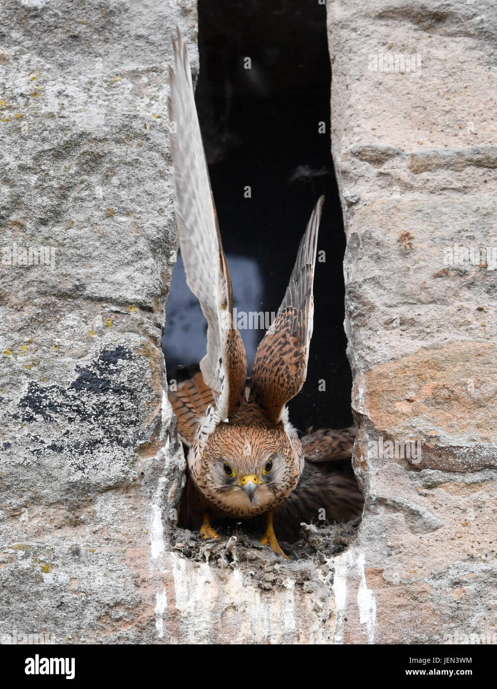 A female kestrel leaves her nest after feeding her young through a slit ...