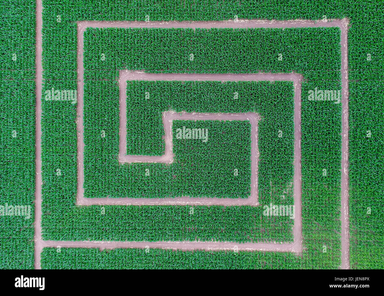 View of a labyrinth in a cornfield of the Klessin farm in Podelzig ...