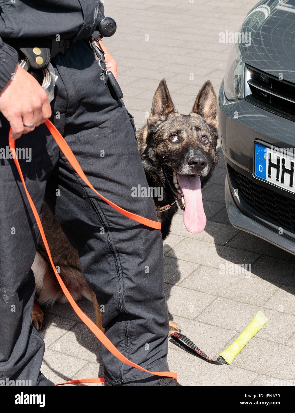 Explosive detection dogs hi-res stock photography and images - Alamy