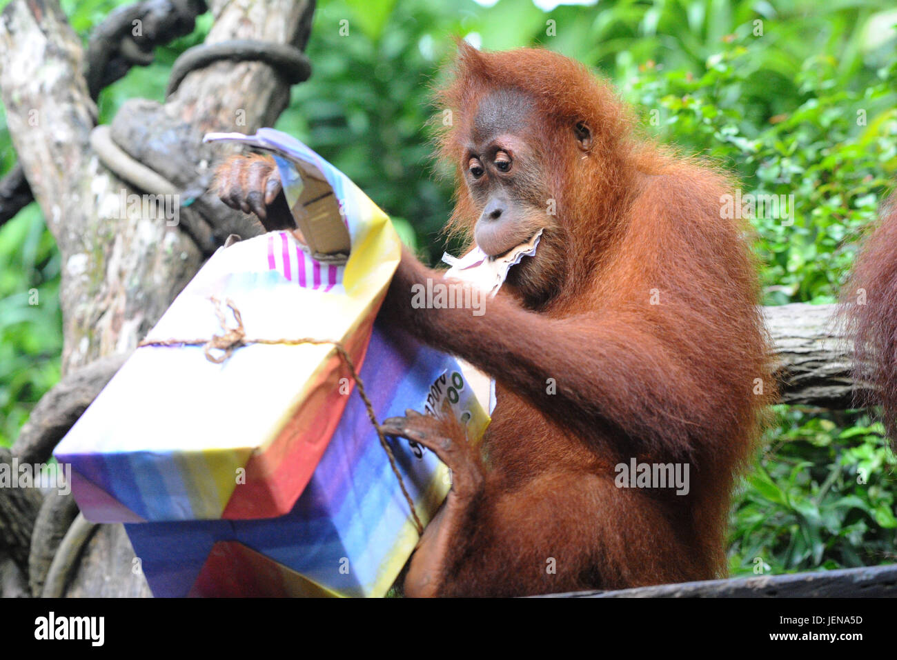Singapore. 27th June, 2017. Singapore Zoo's icon orangutan "Ah Meng ...
