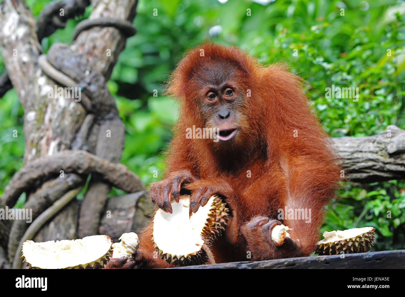 Singapore. 27th June, 2017. Singapore Zoo's icon orangutan "Ah Meng ...