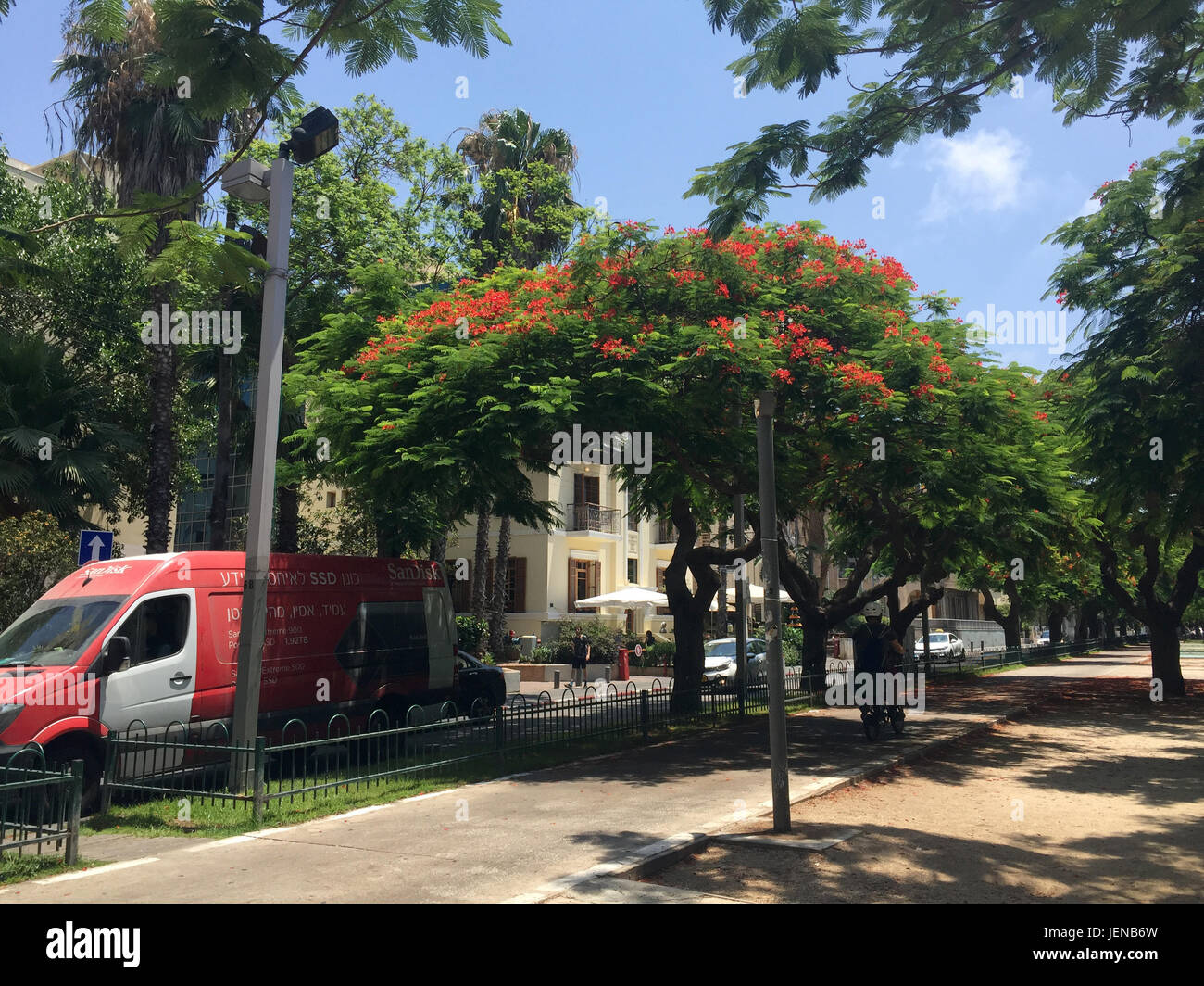 Tel Aviv, Israel. 27th June, 2017. Flame trees, photographed in Tel ...