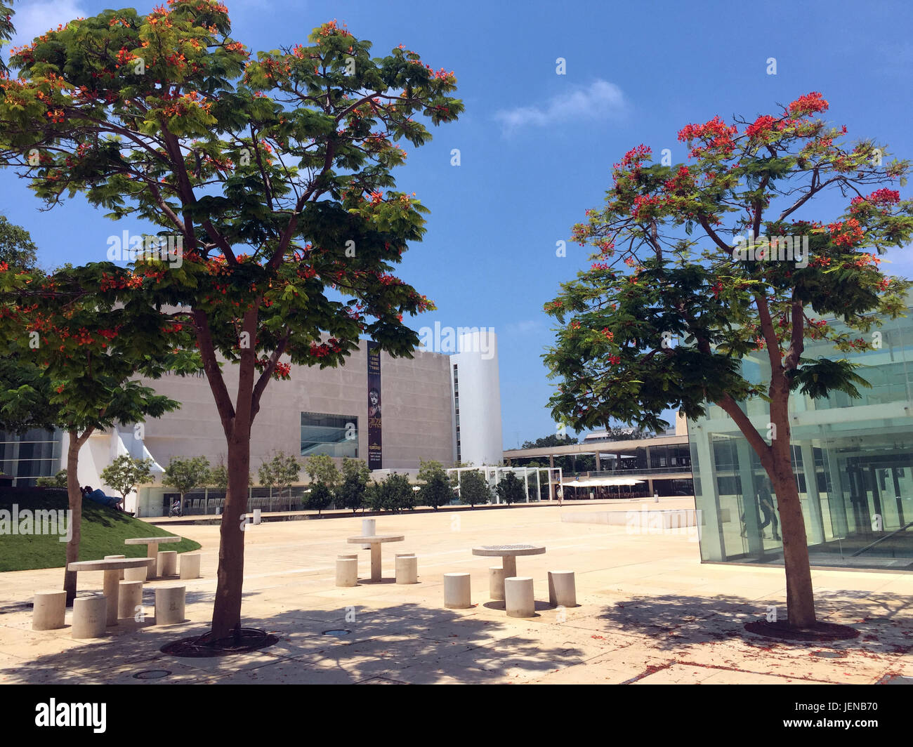 Tel Aviv, Israel. 27th June, 2017. Flame trees, photographed in Tel ...