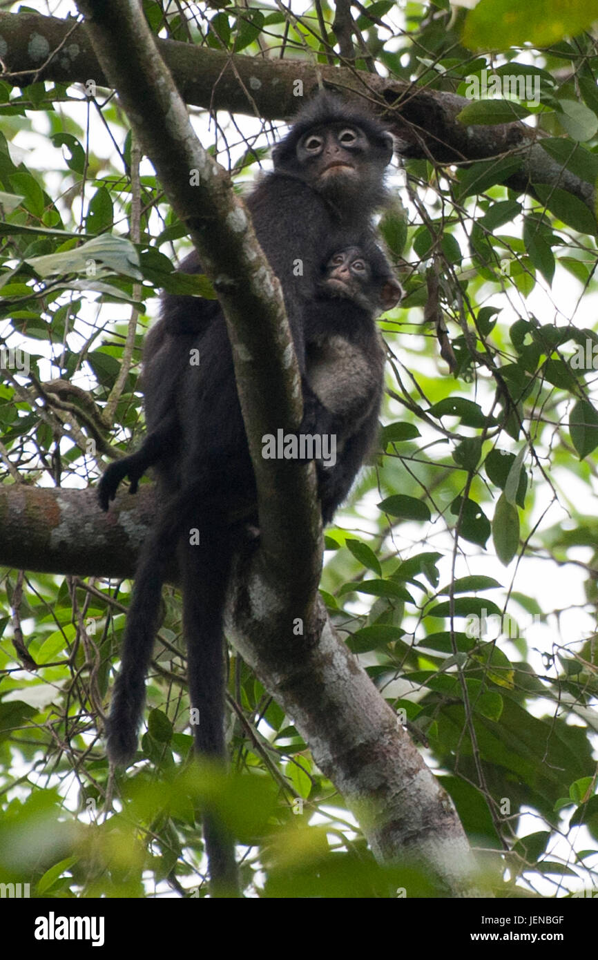 Banded Langur