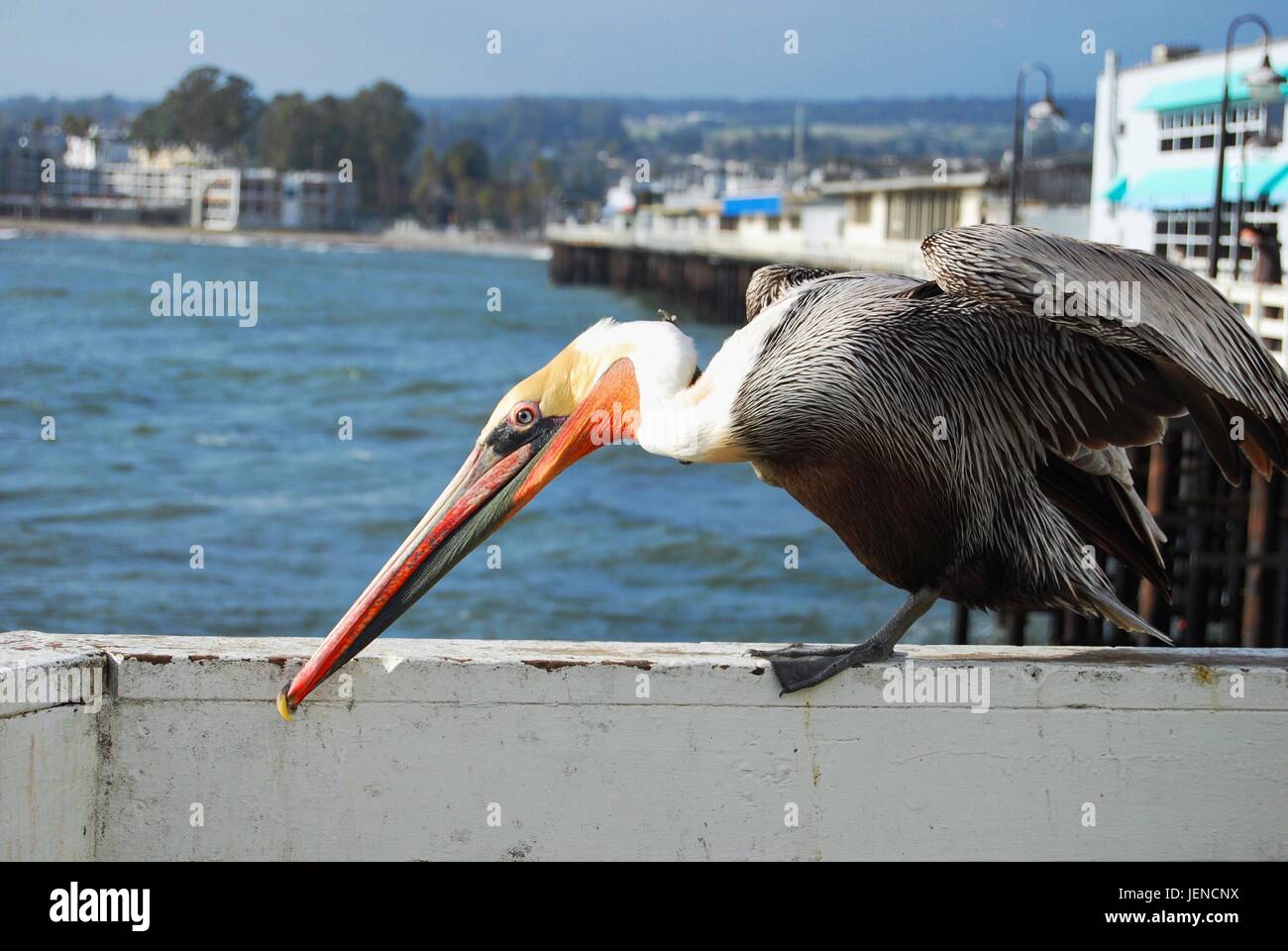 Pelican sitting hi-res stock photography and images - Alamy