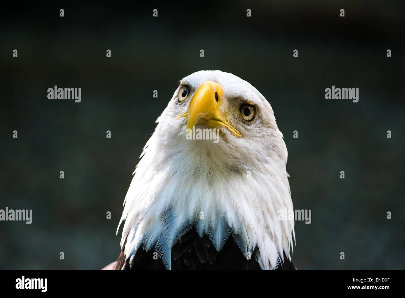 Bald eagle of british columbia hi-res stock photography and images - Alamy