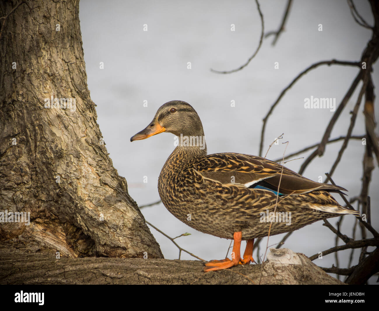 Female Mallard Duck Stock Photo - Alamy