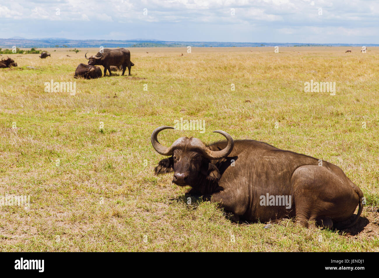 buffalo bulls grazing in savannah at africa Stock Photo - Alamy