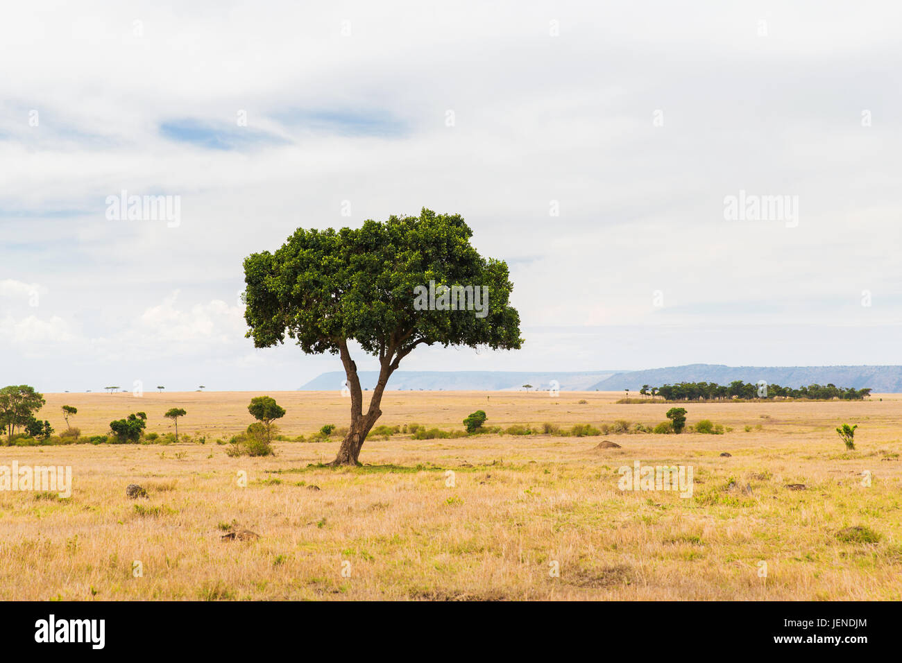 Acacia tree africa hi-res stock photography and images - Alamy