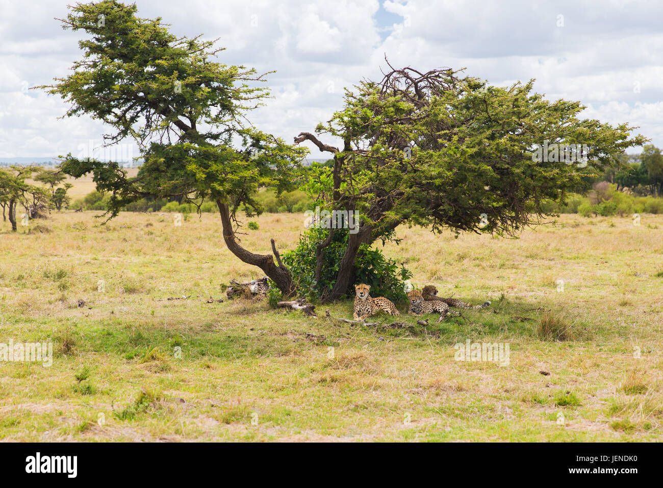 cheetahs lying under tree in savannah at africa Stock Photo - Alamy