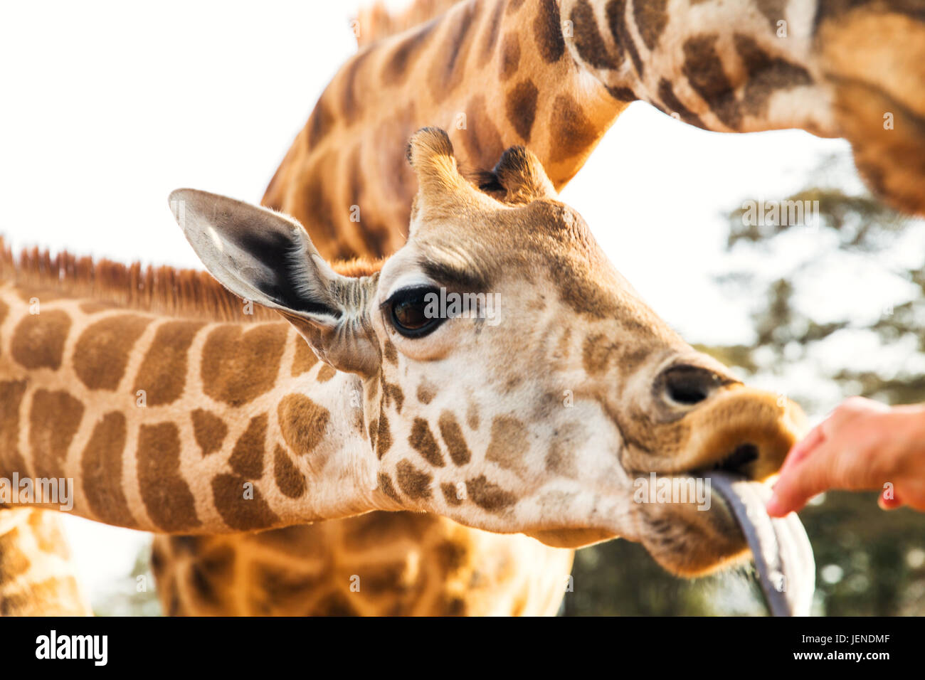 hand feeding giraffe in africa Stock Photo - Alamy