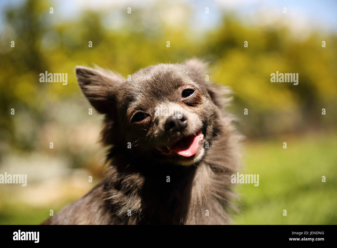 Portrait of a Chihuahua dog Stock Photo - Alamy