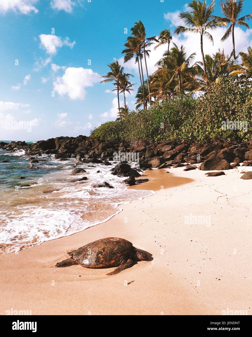 Turtle on the beach, Honolulu, Oahu, Hawaii, United States Stock Photo ...