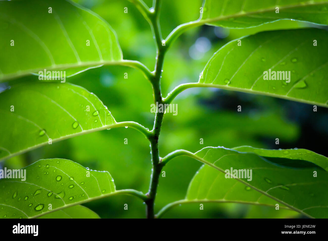 The branches of trees in the rain, refreshing in the rainy season to ...