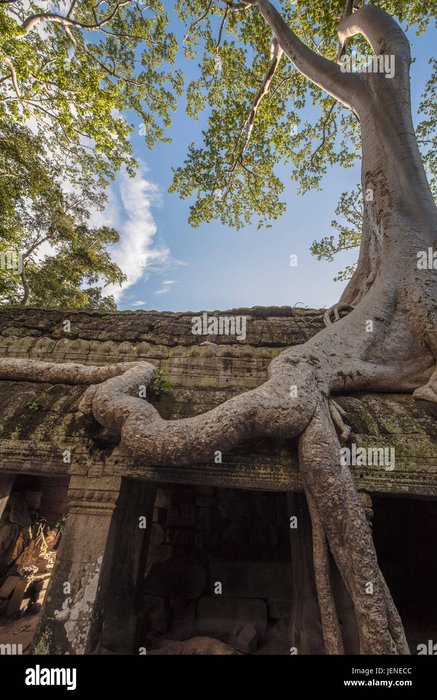 Tree root growing at Ta Prohm temple, Angkor Wat, Siem Reap, Cambodia ...