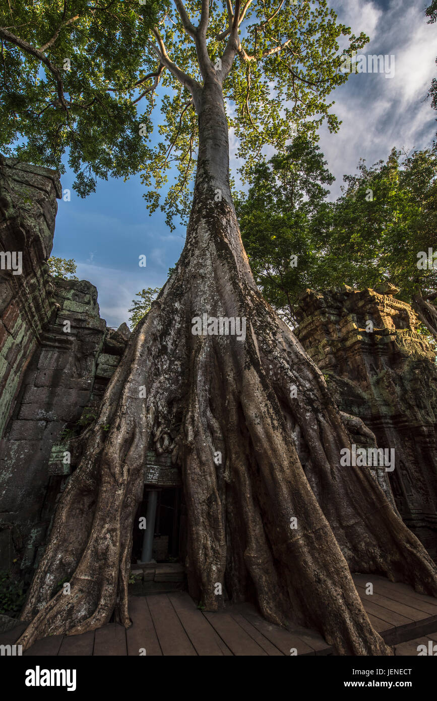 Tree root growing at Ta Prohm temple, Angkor Wat, Siem Reap, Cambodia ...