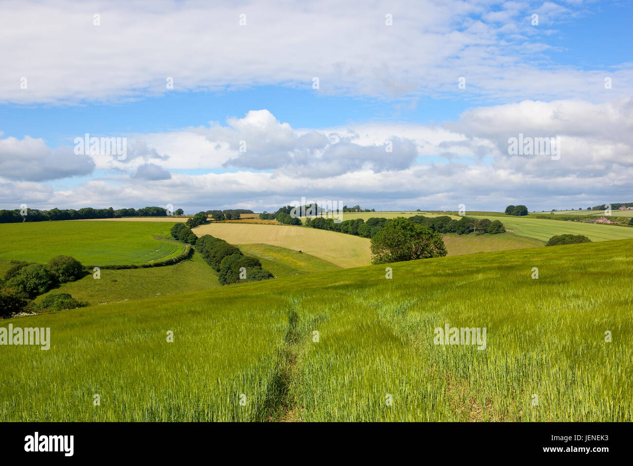 undulating arable farmland in the yorkshire wolds with hills and ...