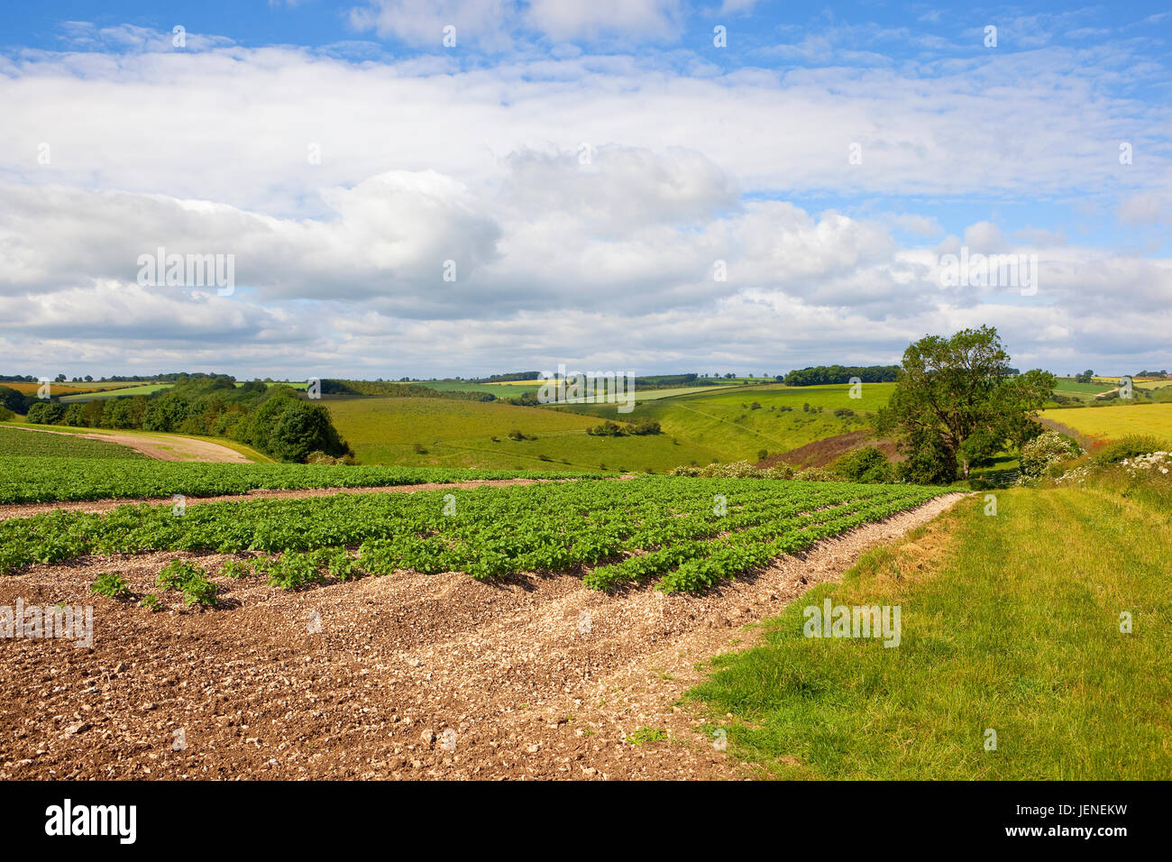 hillside potato rows on chalky soil with patchwork scenery in the ...