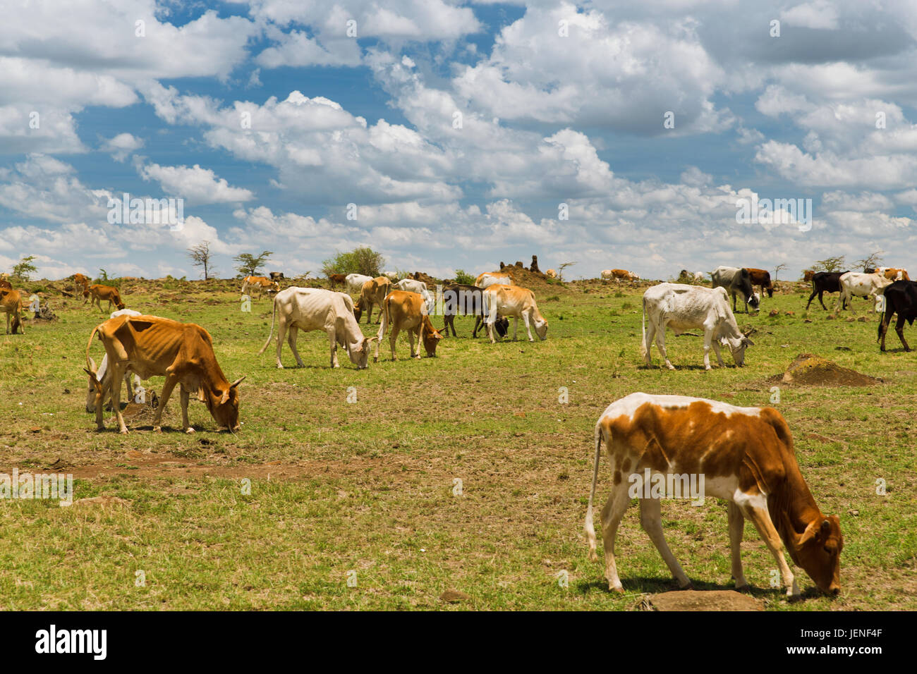 Herbivore grazing grassland plain hi-res stock photography and images ...