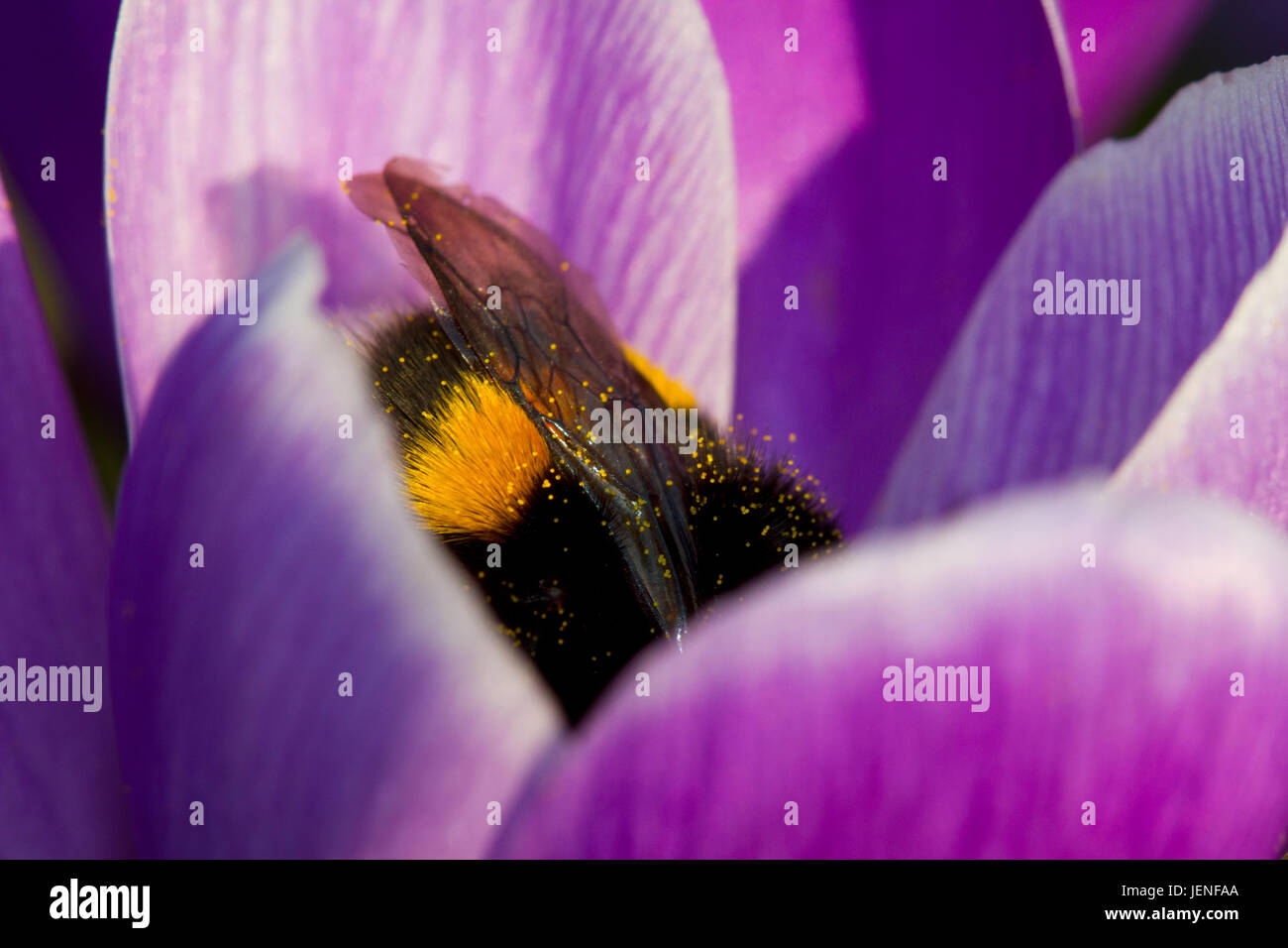 Buff-tailed bumblebee in a purple Crocus Stock Photo - Alamy